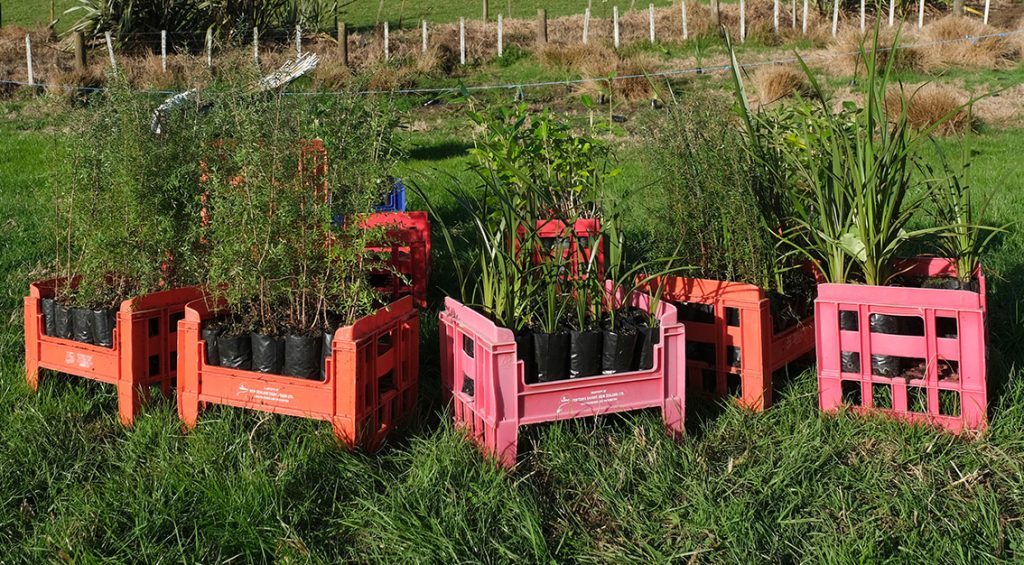 Planting Day at ASB MAGS Farm - Mount Albert Grammar School